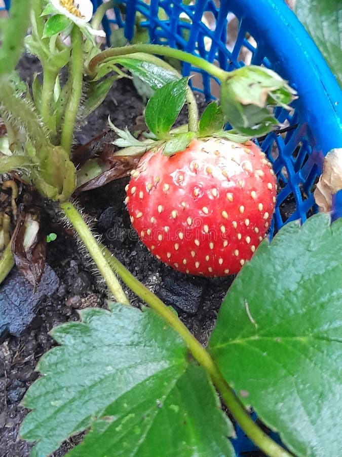 Strawberry that Looks Beautiful with a Sweet Taste Stock Image - Image ...