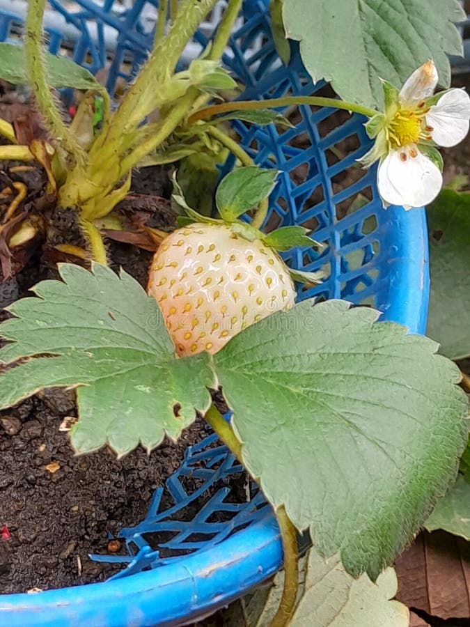 Strawberry that Looks Beautiful with a Sweet Taste Stock Photo - Image ...
