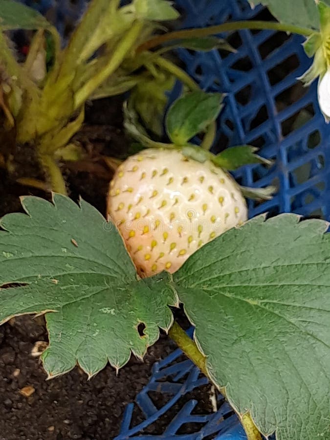 Strawberry that Looks Beautiful with a Sweet Taste Stock Image - Image ...