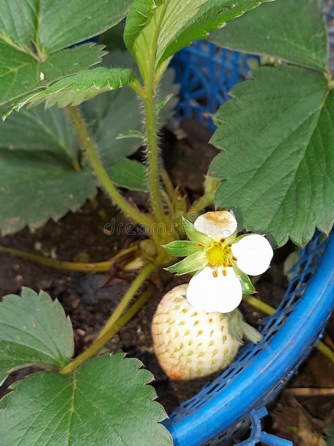 Strawberry that Looks Beautiful with a Sweet Taste Stock Image - Image ...