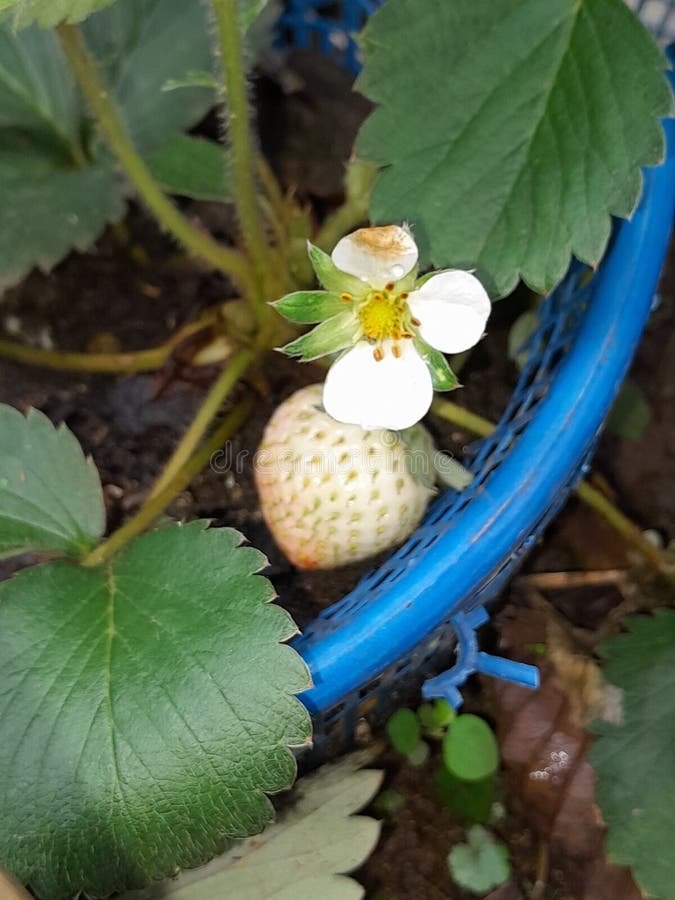 Strawberry that Looks Beautiful with a Sweet Taste Stock Photo - Image ...