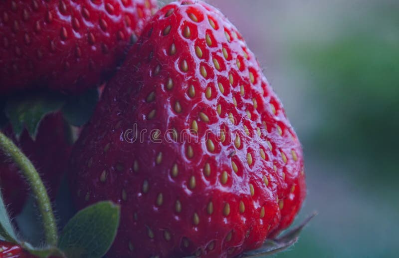 Strawberry macro image stock photo. Image of background - 278296252