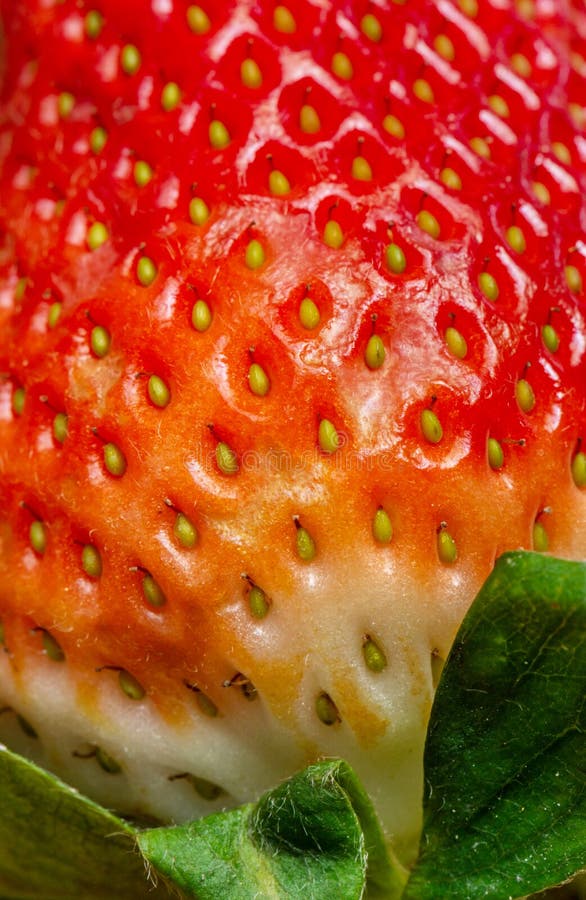 Strawberry macro shot stock photo. Image of food, fruit - 198226926