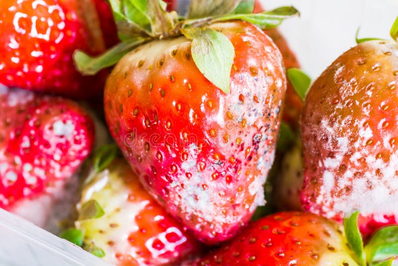 Strawberry with Mold Fungus Stock Photo - Image of fungus, nature: 37698136