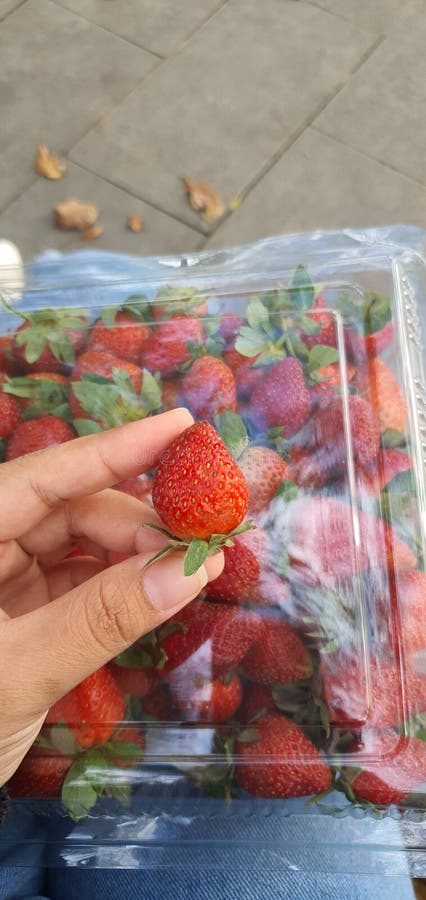 Strawberry pack outdoor stock image. Image of plant - 269200003