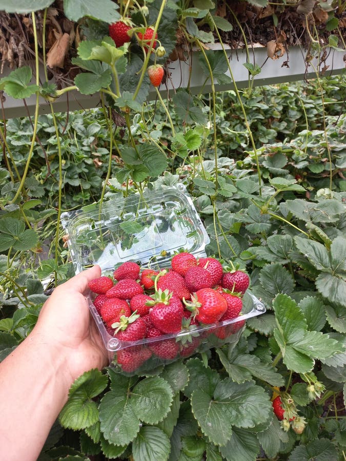 Strawberry Packets Stock Photos - Free & Royalty-Free Stock Photos from ...