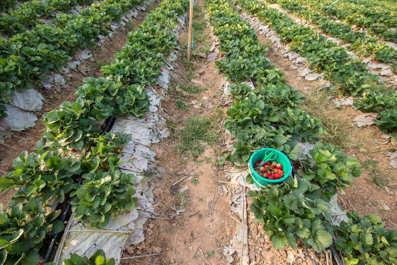 Strawberry Park stock photo. Image of field, beautiful - 91485546