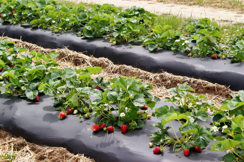 Strawberry patch stock photo. Image of snack, agriculture - 24406426
