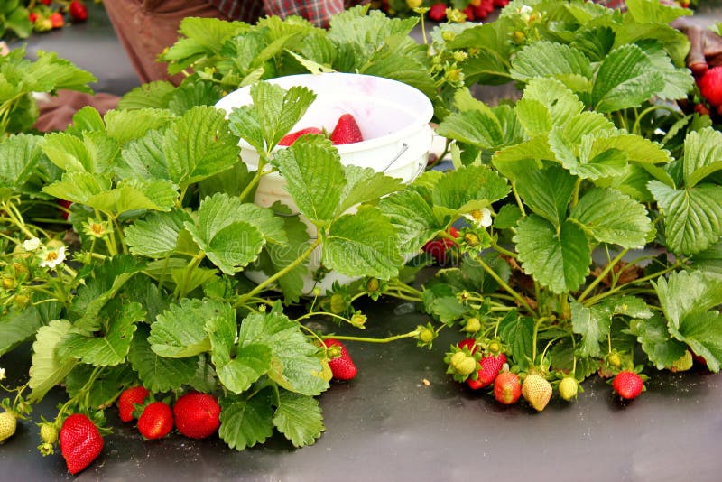 Strawberry Patch -4 stock image. Image of nature, strawberries - 24397375