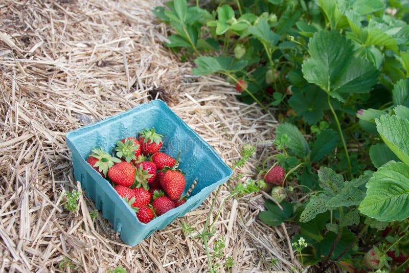 Strawberry Patch stock photo. Image of healthy, plants - 31579100