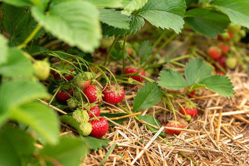 Strawberry Patch with Ripe Berries Stock Photo - Image of berry, diet ...