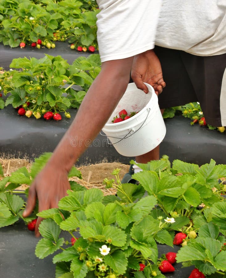 Strawberry picker -2 stock image. Image of freshness - 24397757