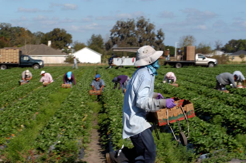 Strawberry picker workers editorial stock photo. Image of field - 7781398