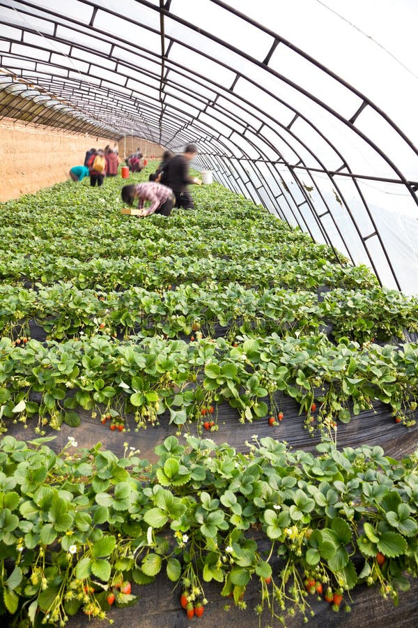 Strawberry picking editorial photography. Image of lose - 28756192
