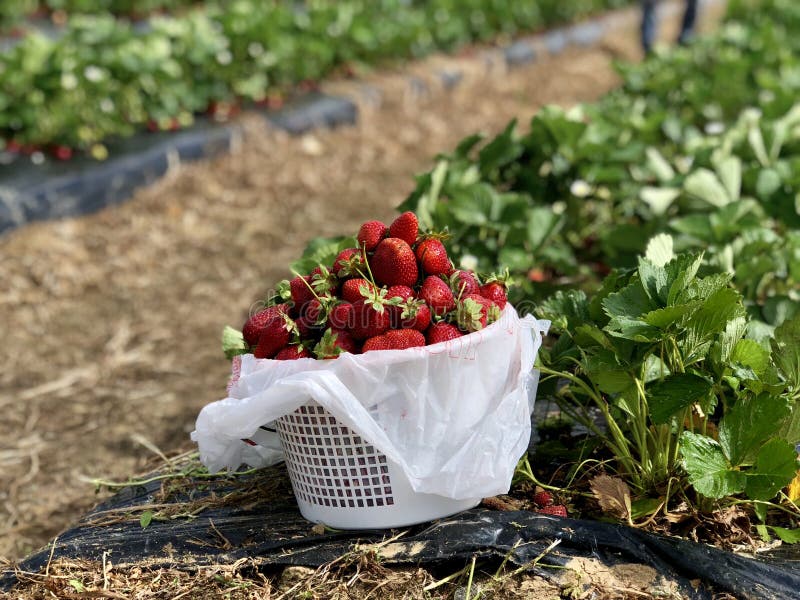 Strawberry Picking stock image. Image of nature, pick - 246928905