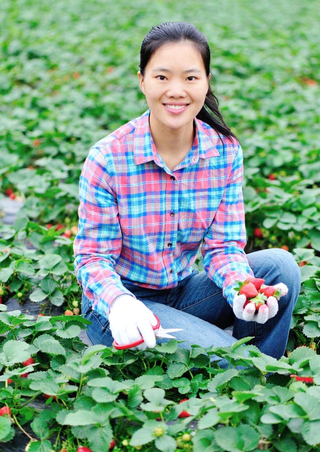 Strawberry picking stock photo. Image of chinese, grow - 33387628