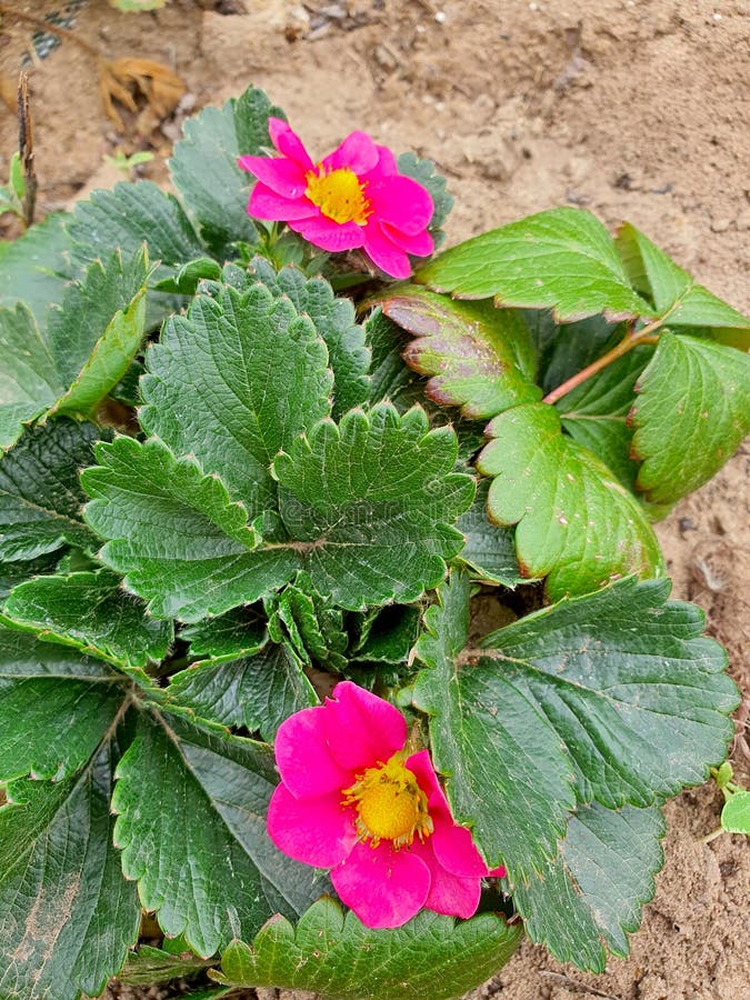 Strawberry, Pink Flowers in the Garden Stock Photo - Image of flora ...