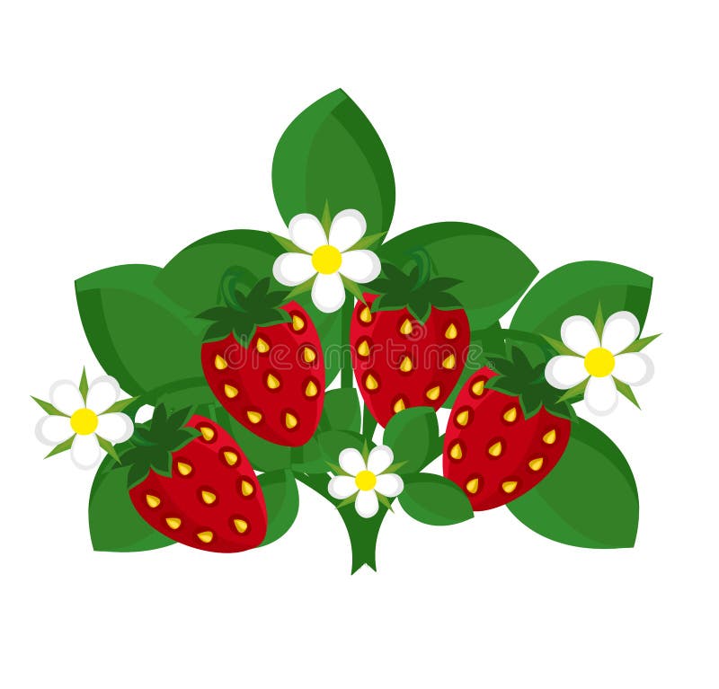 Strawberry Flower Drawing