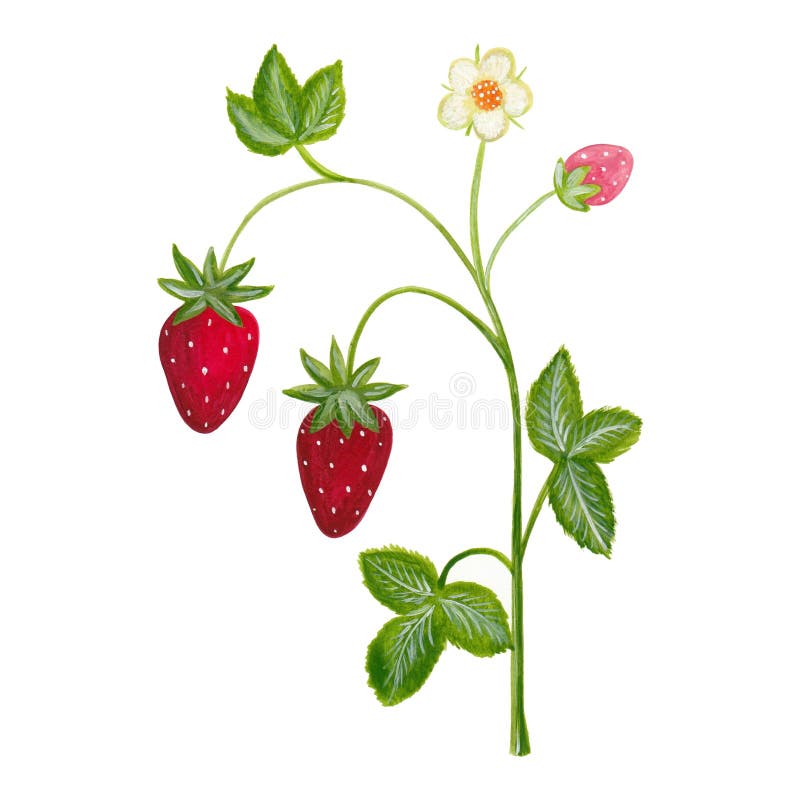 Strawberry plant stock vector. Illustration of flowers - 23982715