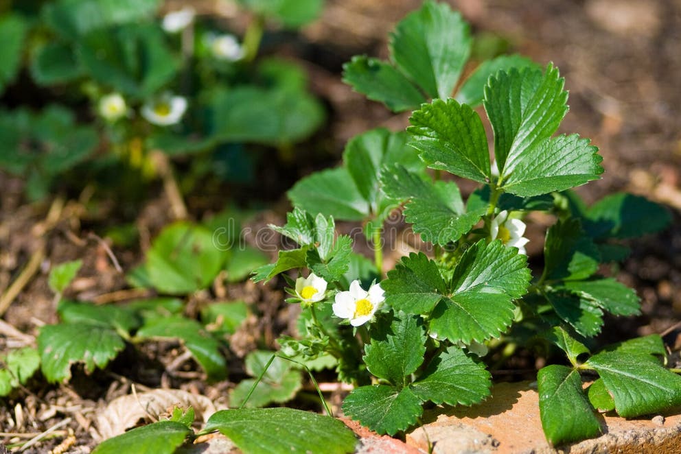 Strawberry plant stock photo. Image of garden, growth - 4937832