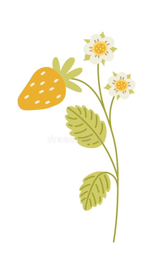 Strawberry Plant with Berries and Flowers Flat Illustration Stock ...
