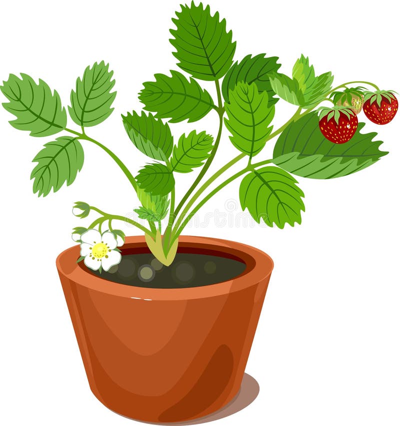 Strawberry Plant in Flower Pot Stock Vector - Illustration of garden ...