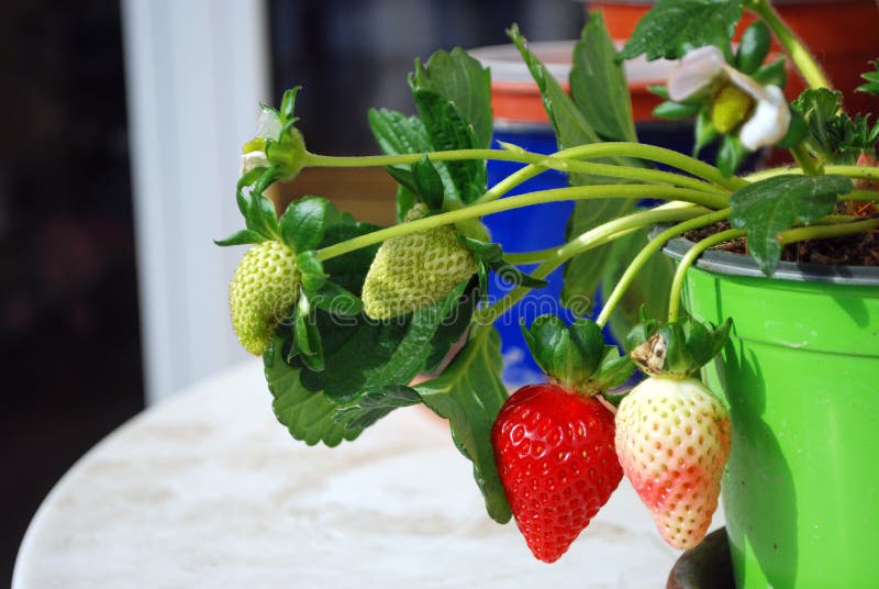 Strawberry Plant Growing in the Pot upon a Table Stock Image - Image of ...