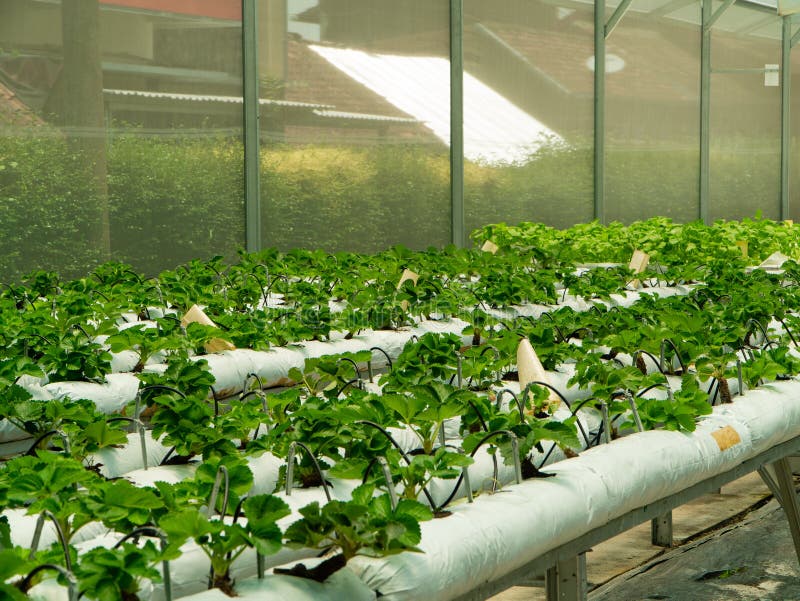 Strawberry Plant in the Hydrophonic System Thrive Well with Green Leaf ...
