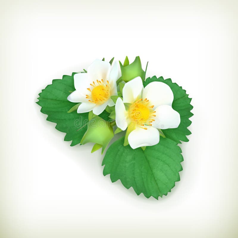 Strawberry plant stock vector. Illustration of berry - 34201369