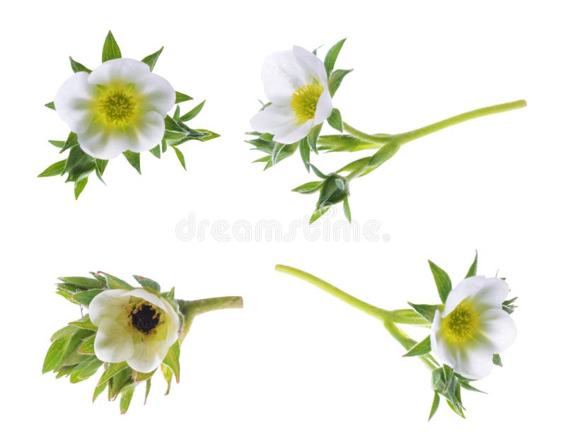 Strawberry Plant Isolated on White Background Stock Photo - Image of ...
