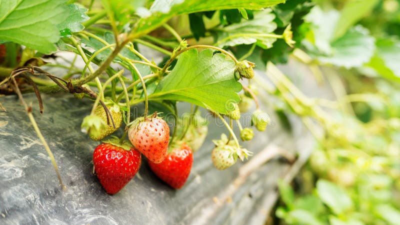 Strawberry Plant in an Orchard Stock Image - Image of orchard ...