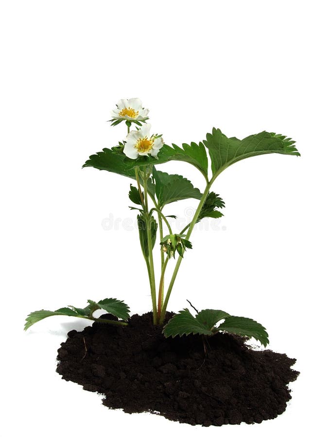 Strawberry Plant Over White Stock Photo - Image of dirt, leaf: 10176562