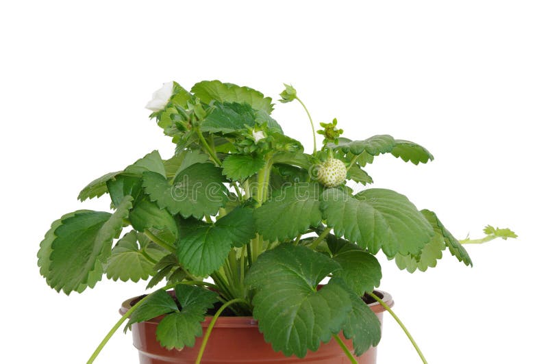 Strawberry Plant with Raw Berry on White Stock Image - Image of black ...