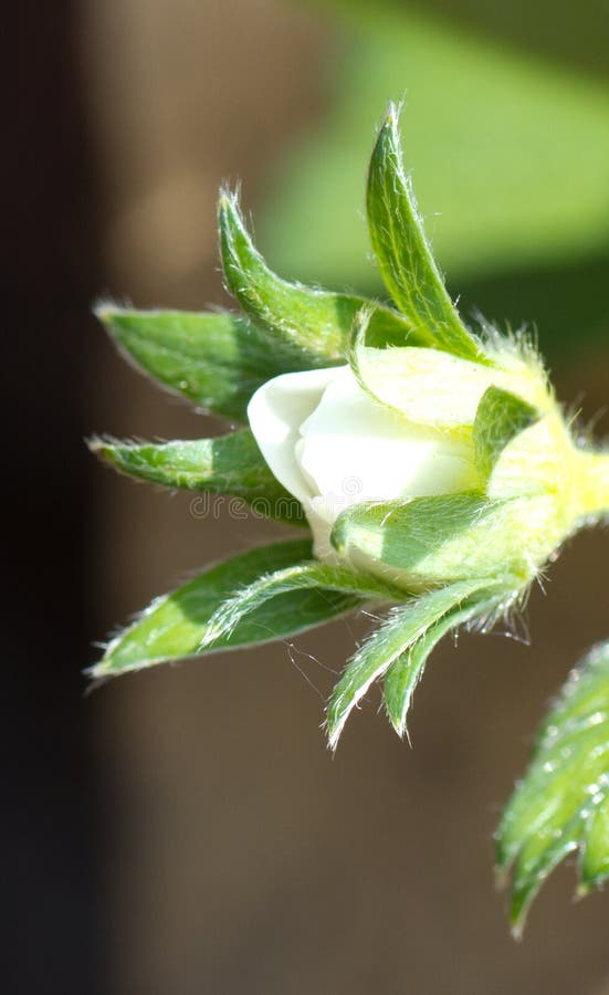 Strawberry Plant Single Flower Stock Image - Image of raised, detailed ...