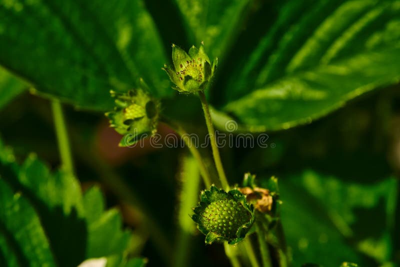 Strawberry Plant with Small Strawberries Still Developing in Spring ...