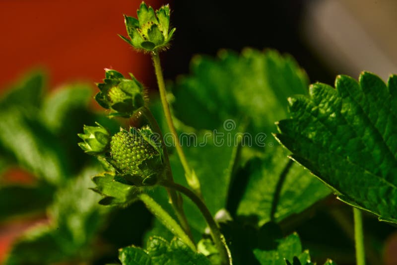 Strawberry Plant with Small Strawberries Still Developing Stock Photo ...