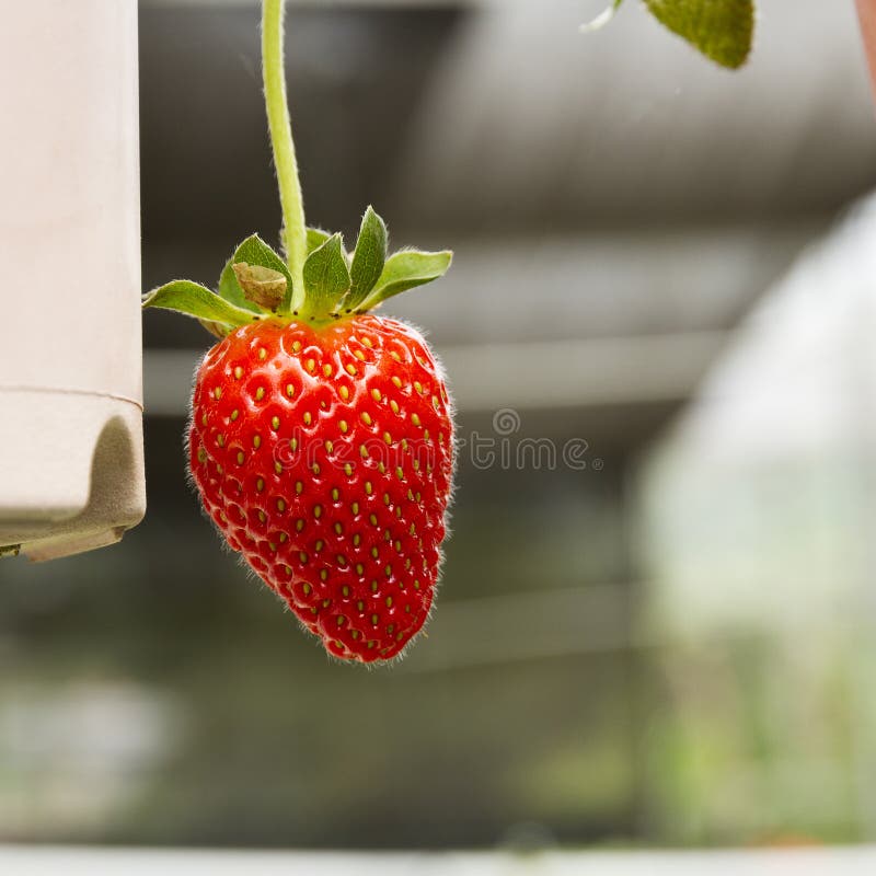 Red strawberry stock image. Image of juicy, green, plant - 52123483