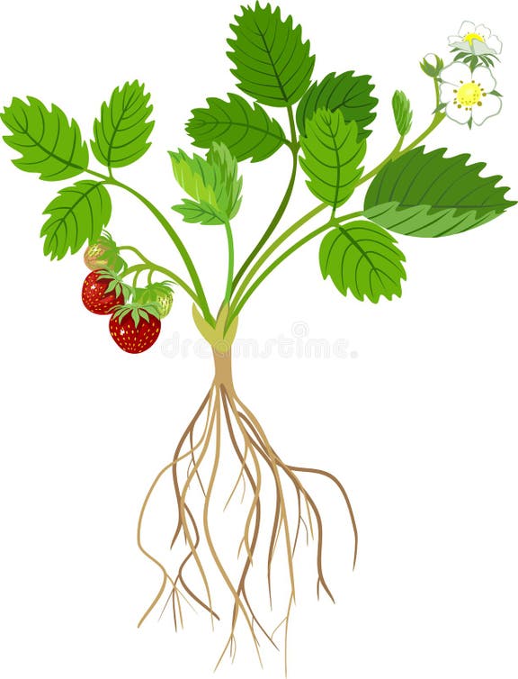 Strawberry plant stock vector. Illustration of white - 73660593