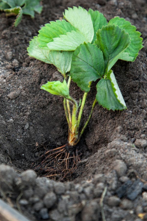 Strawberry Planting stock photo. Image of autumn, bedding - 26335196