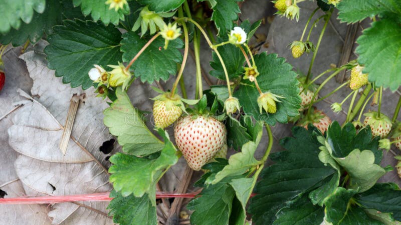 Strawberry Plants stock image. Image of ingredients, dessert - 50544165