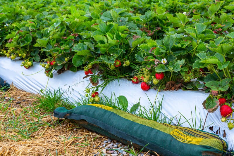 Strawberry Plants with Ground Protection Stock Image - Image of scenic ...