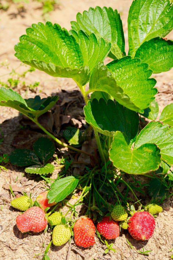 Strawberry Plants Growing in Garden are Ripe and Fresh. Stock Image ...