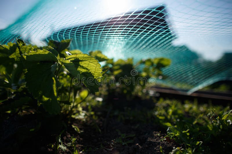 Strawberry Plants Growing Under Protective Net from Birds Stock Photo ...