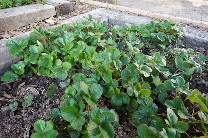 Strawberry Plants Growing in the Vegetable Garden. Strawberry ...