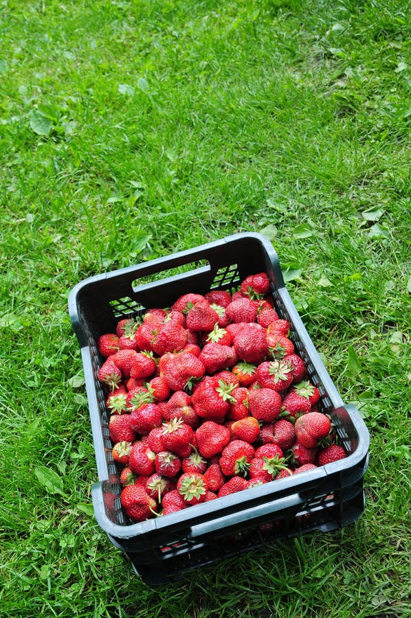 Strawberry in plastic box stock image. Image of vegetarian - 9777131