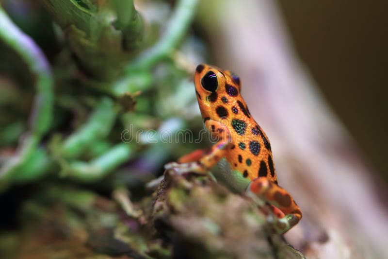 Strawberry poison frog stock image. Image of oophaga - 290601767