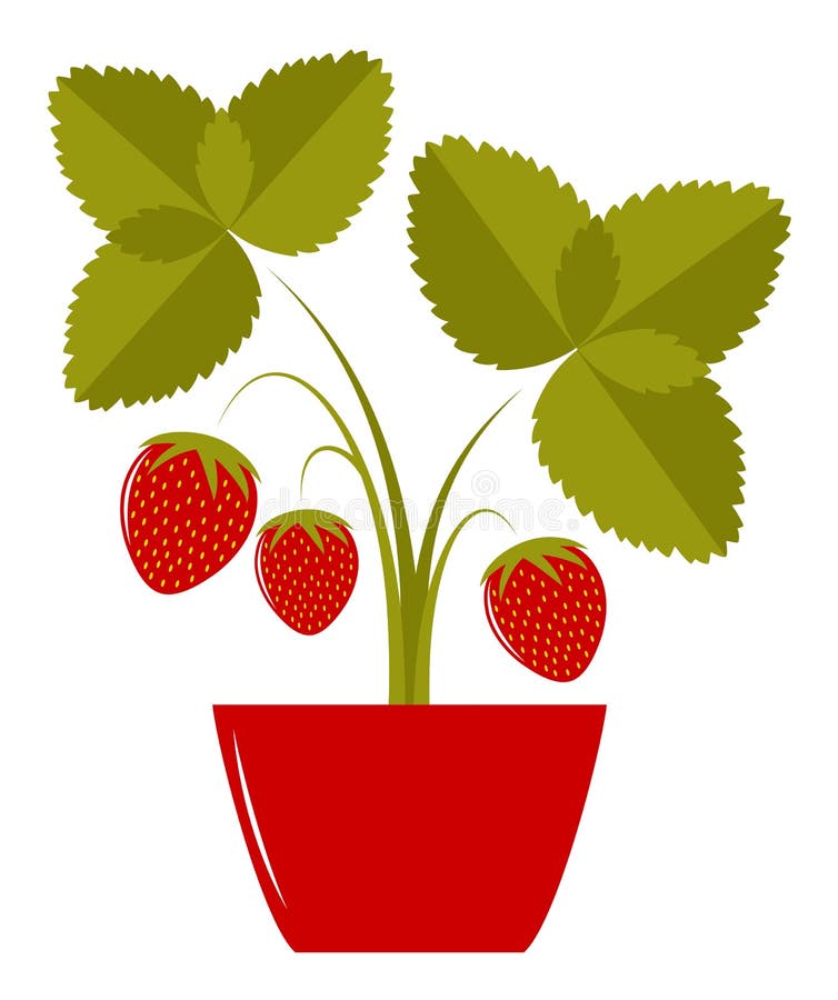 A Bush of a Strawberry with Leaves, Flowers and Be Stock Vector ...