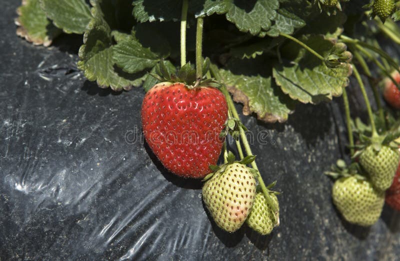 Strawberry producers stock image. Image of crups, species - 24709591