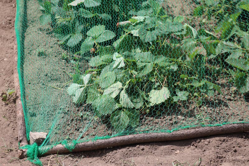 Strawberry Protection Net stock photo. Image of food - 281381422