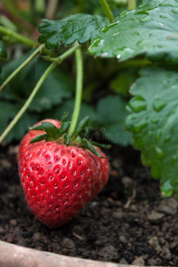 Strawberry after the rain stock image. Image of sweet - 27459351